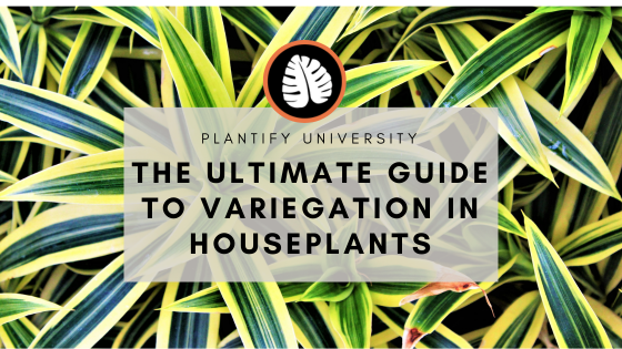The Ultimate Guide to Variegation in Houseplants: A Complete Overview ...