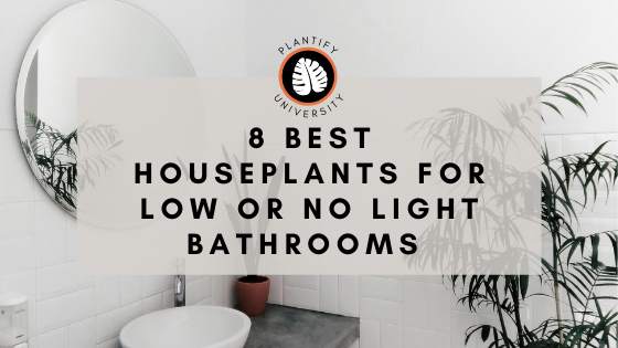 8 Best Houseplants for Low Light and No Light Bathrooms – Plantify ...