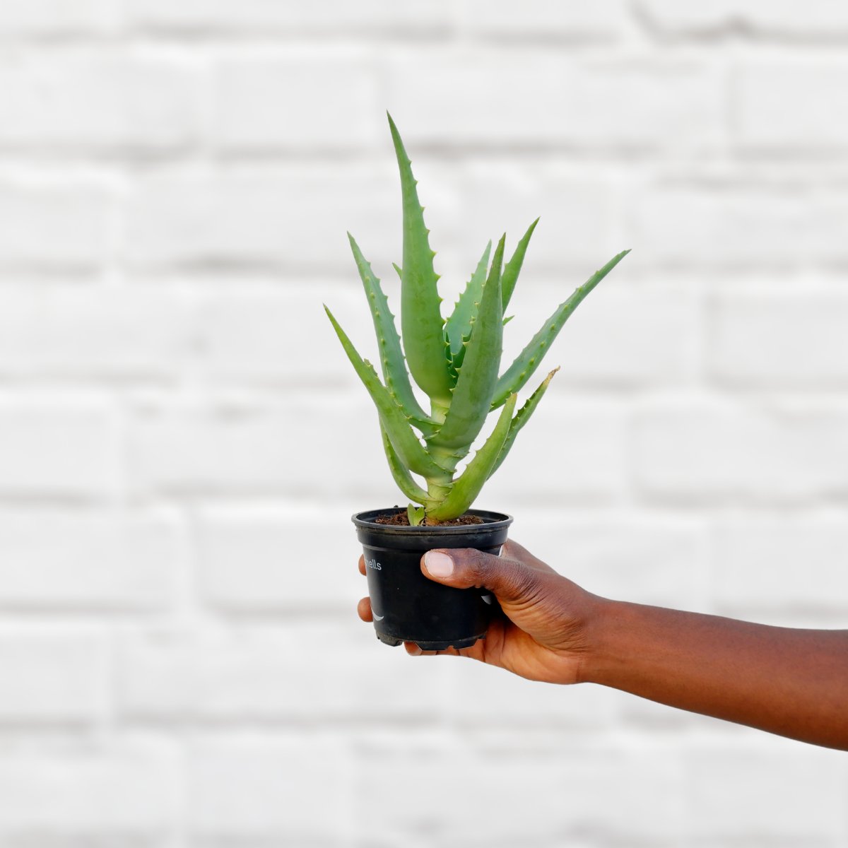 Aloe - Gold Mine – Plantify - Urban Nursery