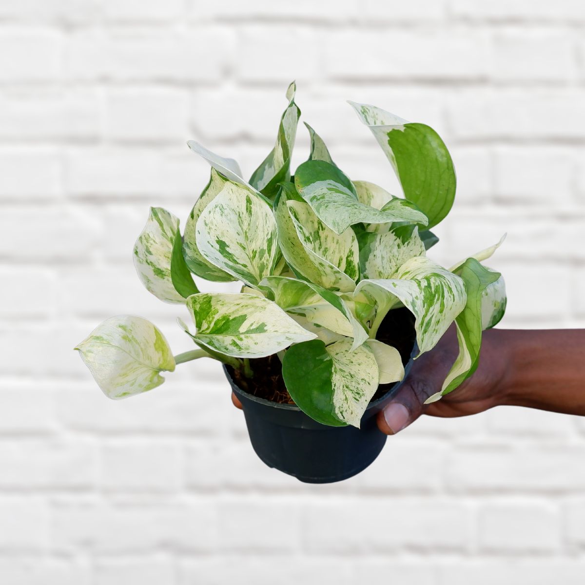 Pothos - Manjula | Indoor Plant