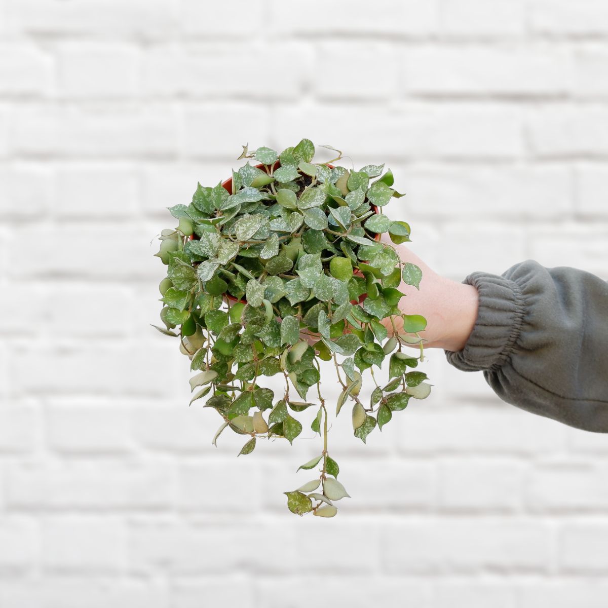 Hoya Curtisii - A speckled wonder! – Plantify - Urban Nursery