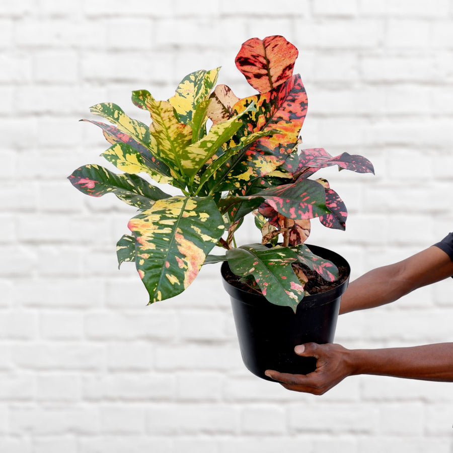 How to Identify Plant Leaf Nodes – Plantify - Urban Nursery