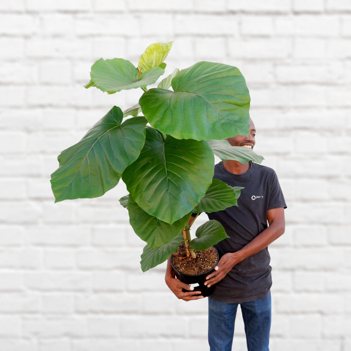 Umbrella Tree Fig - The lush collectors Fig Tree – Plantify - Urban Nursery