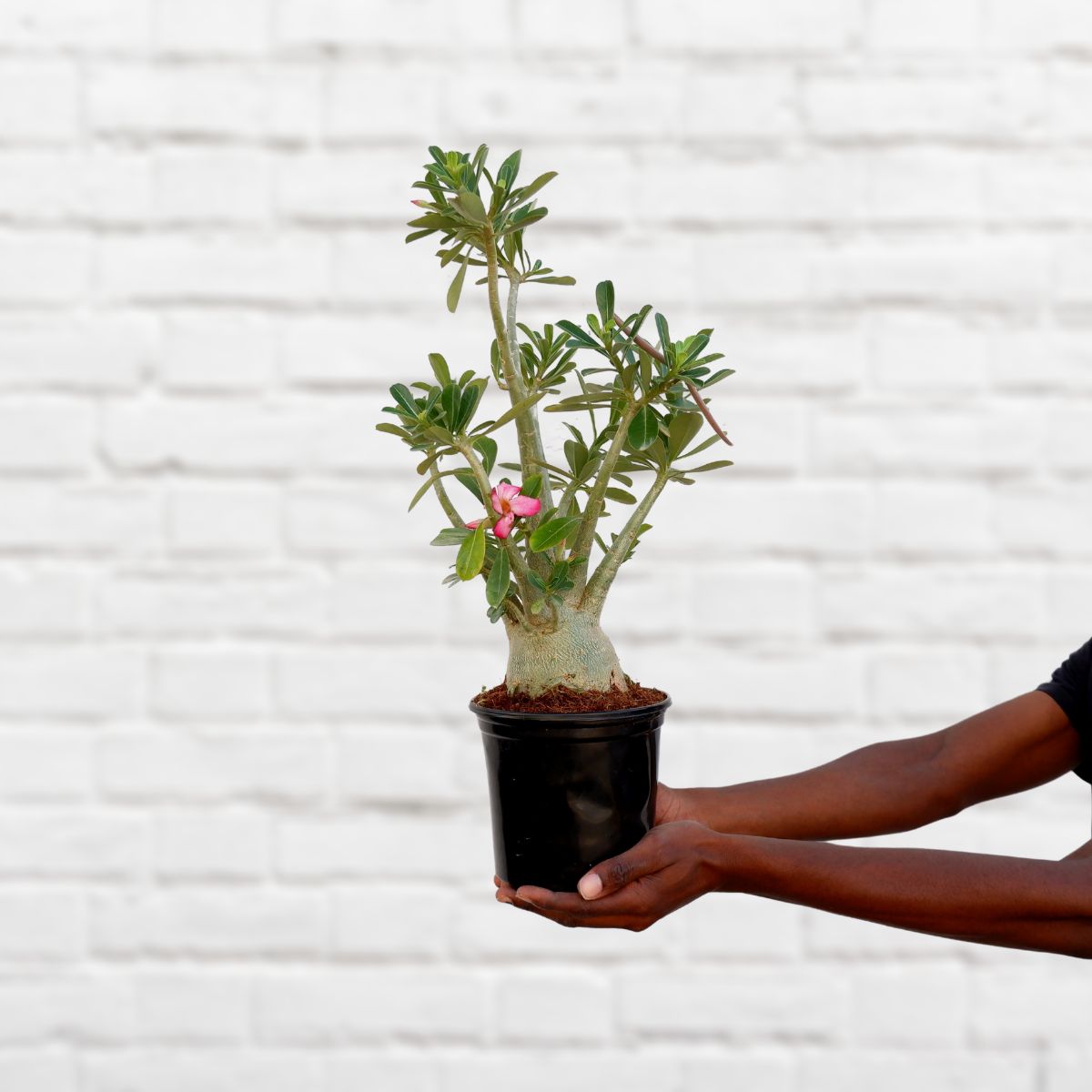 Impala Lily | Indoor Plant