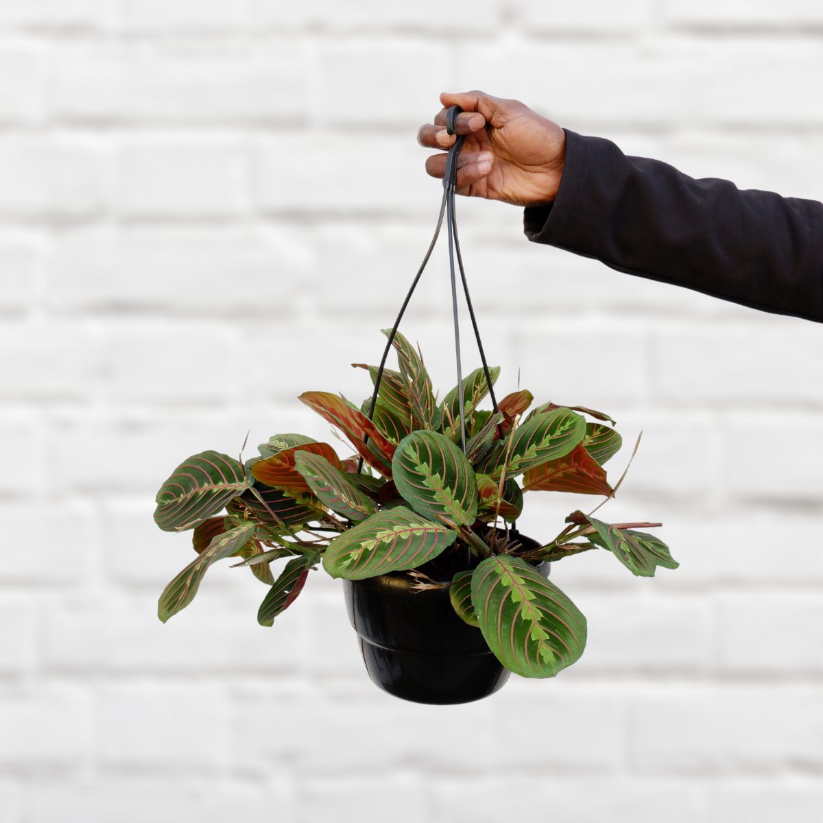 Prayer Plant Large - the Wonder Houseplant! – Plantify - Urban Nursery