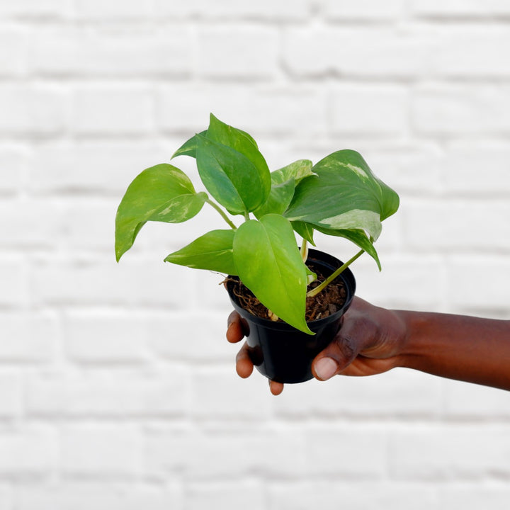 Indoor Plants - Easy Care, Low Light and Hanging options!