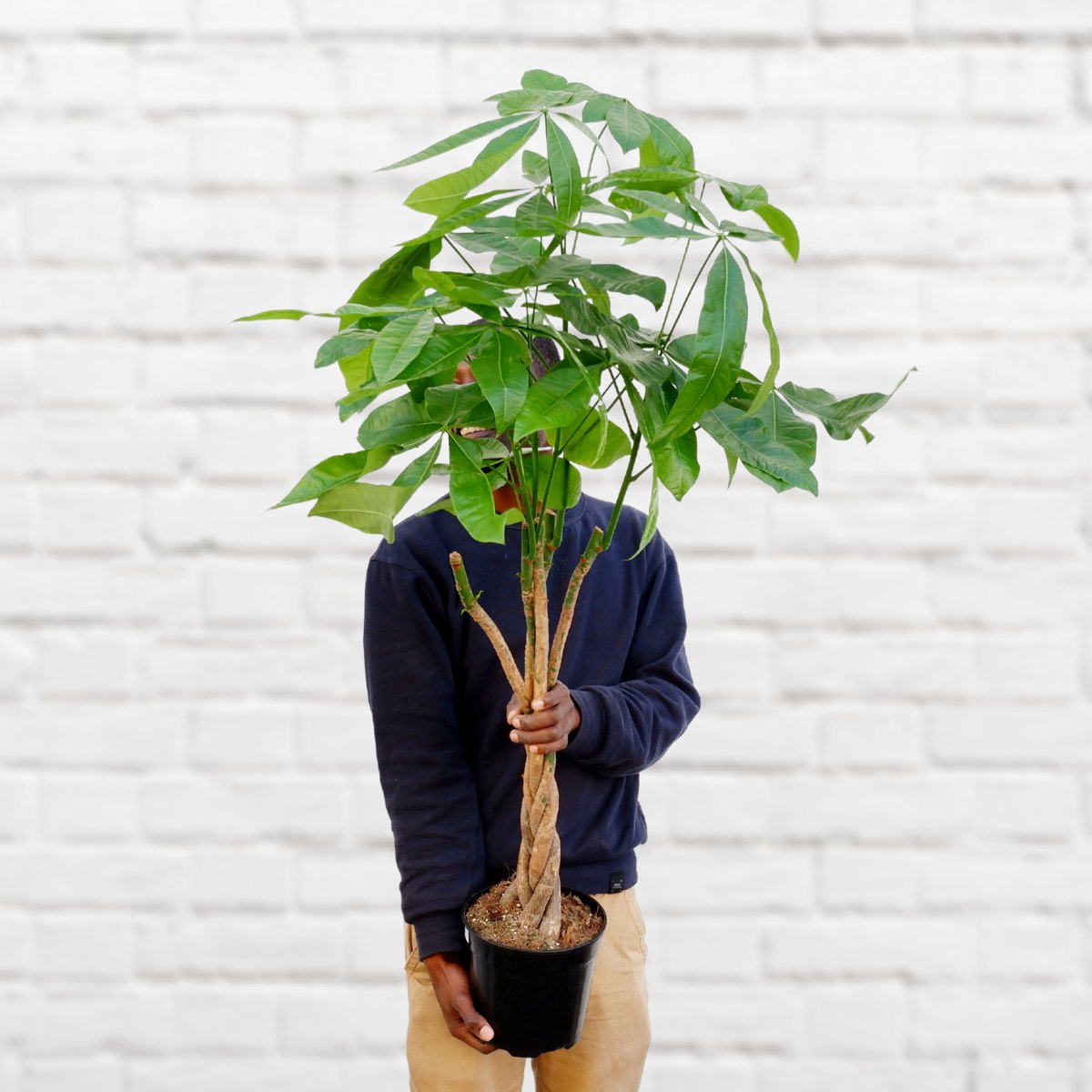 Chinese Money Tree - Large – Plantify - Urban Nursery