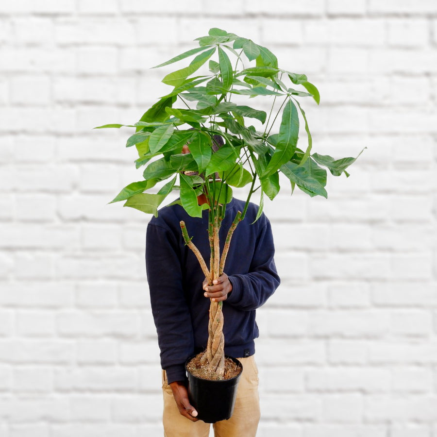 Chinese Money Tree - Large – Plantify - Urban Nursery