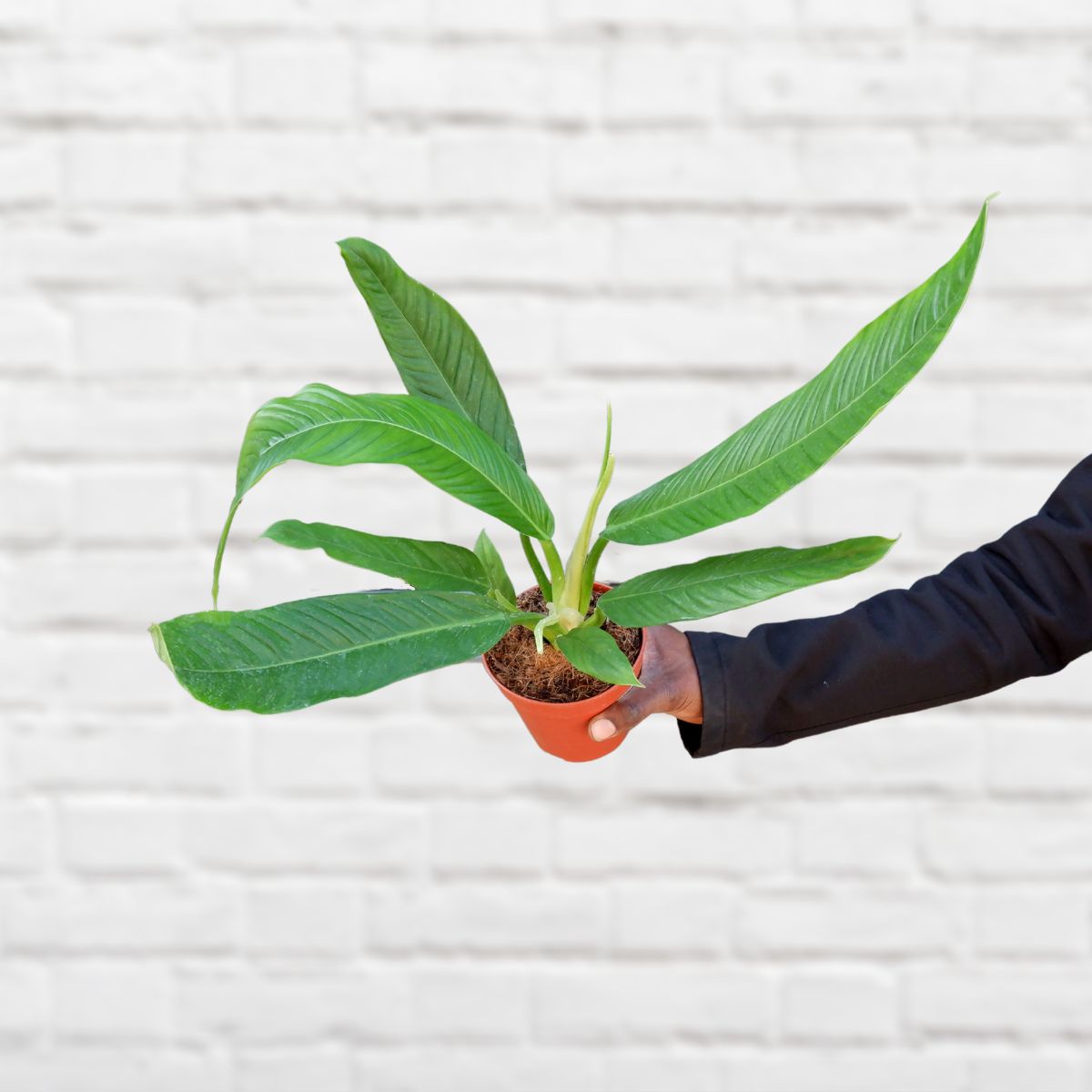 Philodendron Lynette Campii - Outstanding Beauty! – Plantify - Urban ...