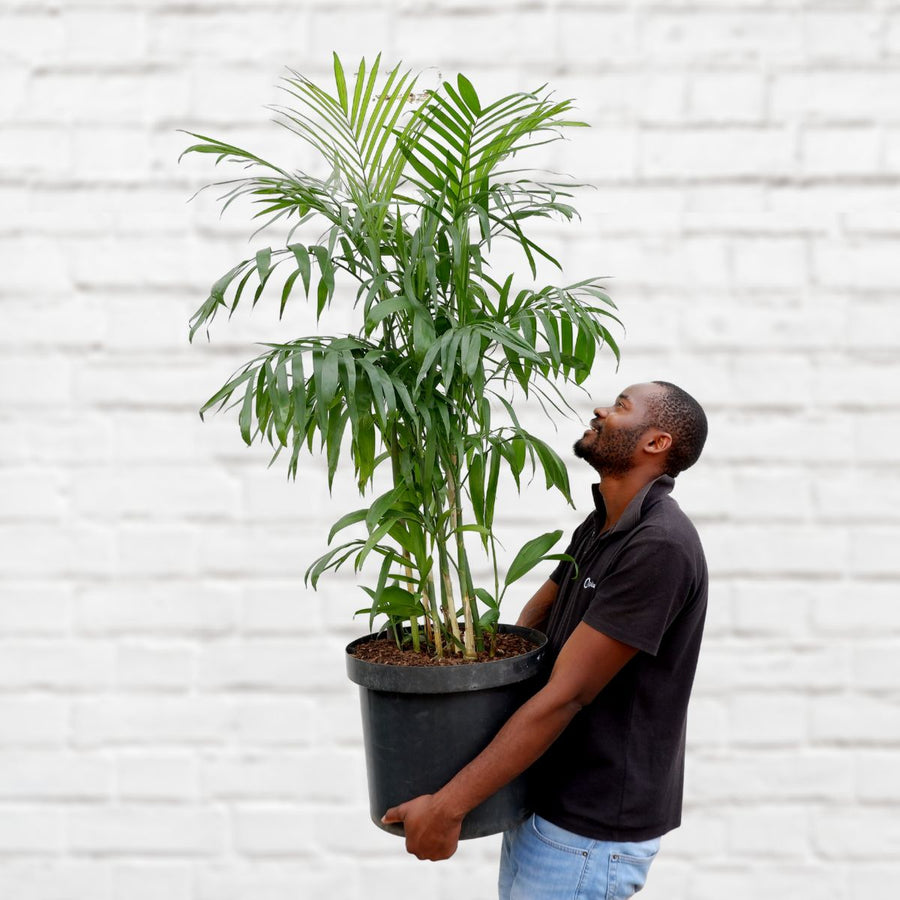 The Best Indoor Plants for Offices - The Top 15 Choices! – Plantify ...