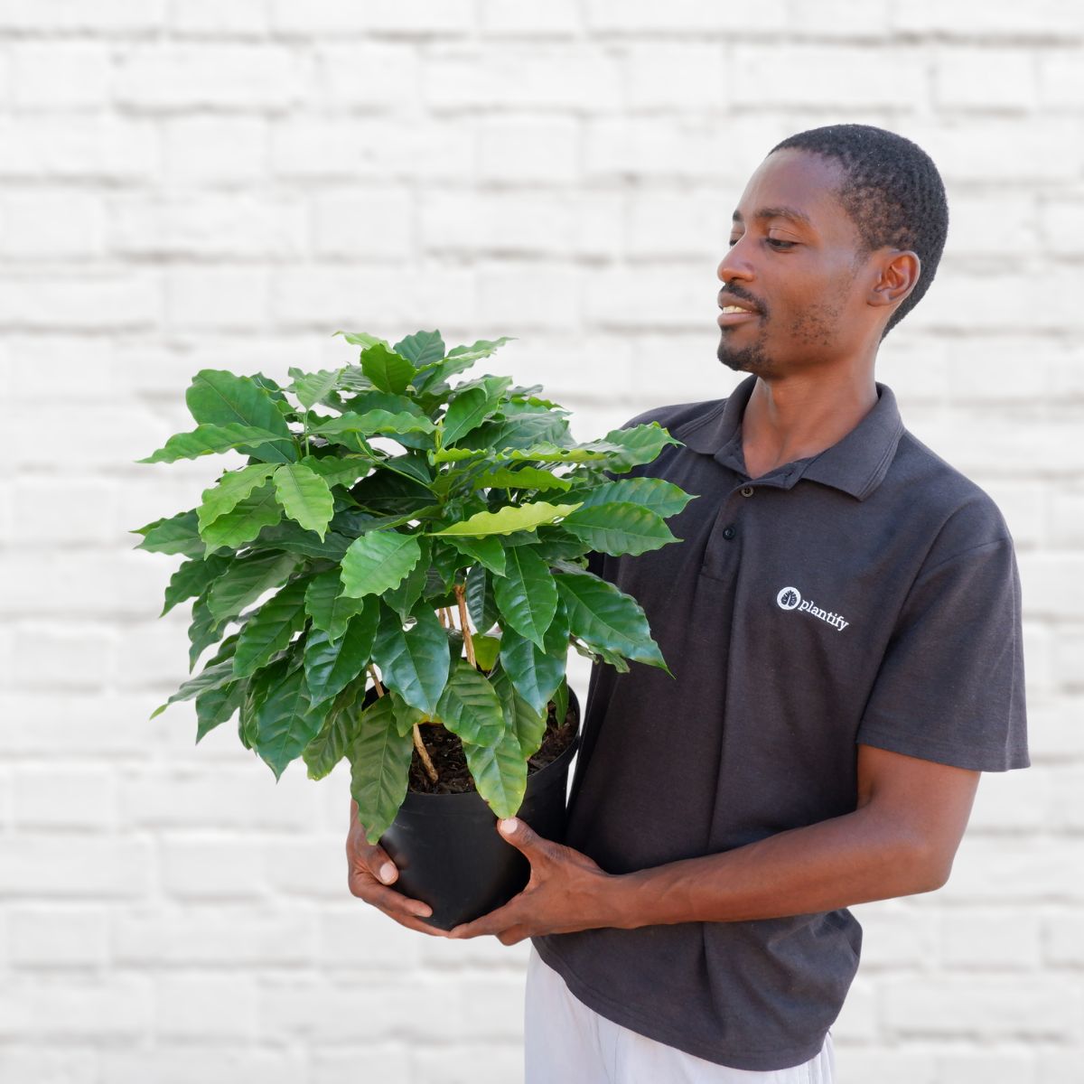Coffee Tree - Grow your Own Cup at Home! – Plantify - Urban Nursery