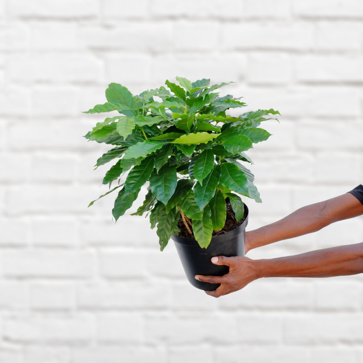 Coffee Tree - Grow your Own Cup at Home! – Plantify - Urban Nursery