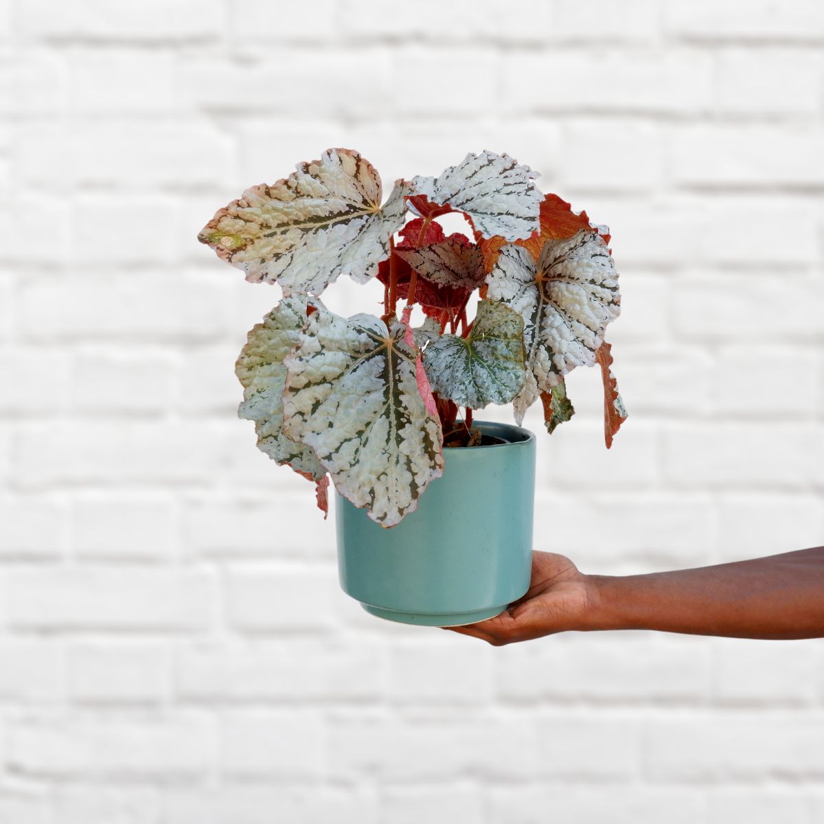 Begonia Rex - Silver Splash – Plantify - Urban Nursery