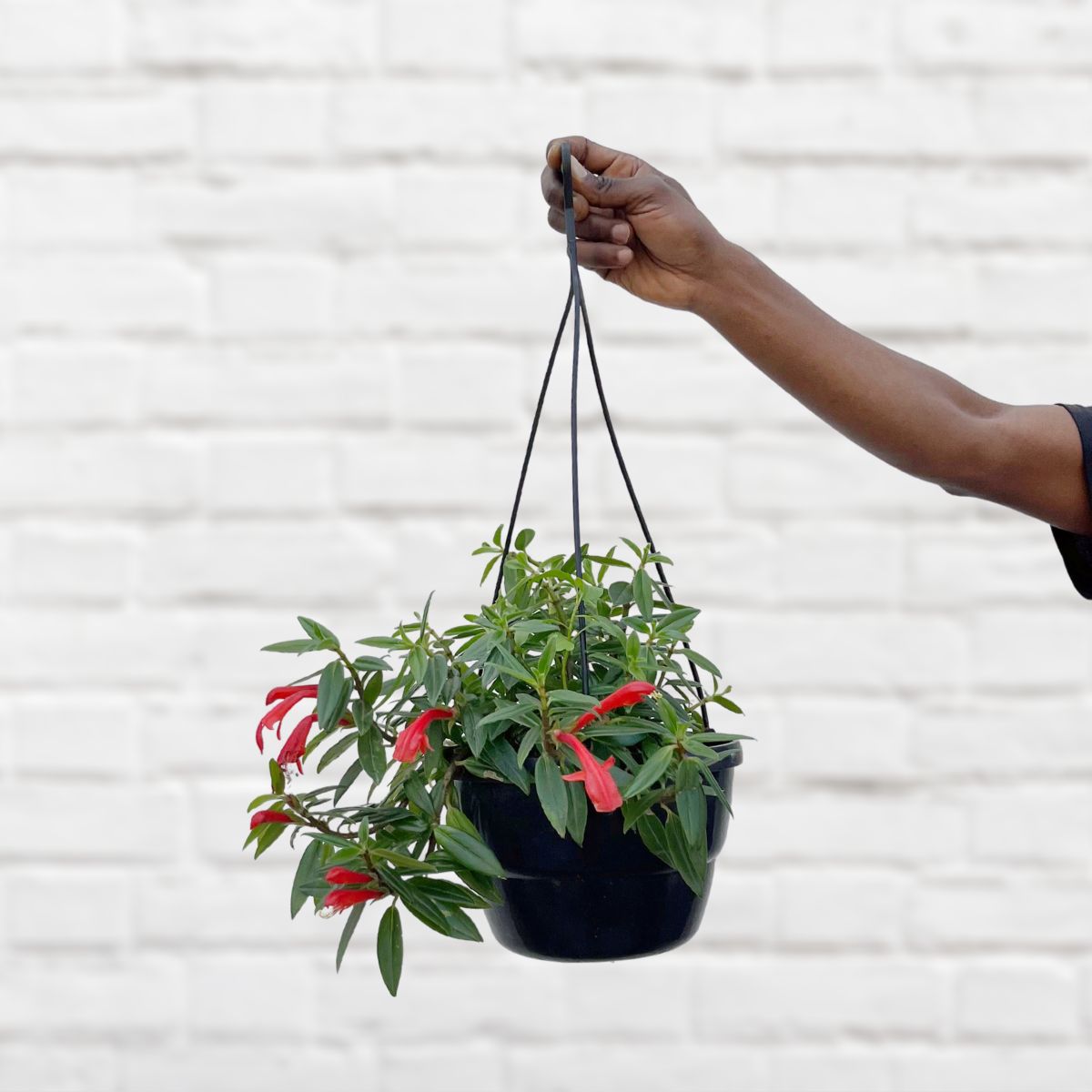 Flying Goldfish Plant - For Something Unusual! – Plantify - Urban Nursery