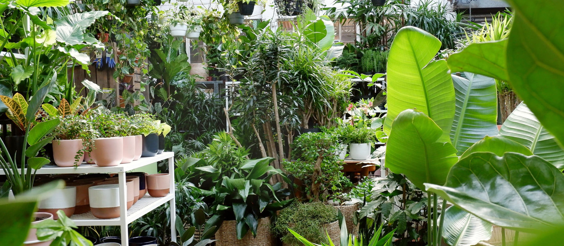 PLANTIFY - Indoor Plants, Pots and Gifts delivered Nationwide