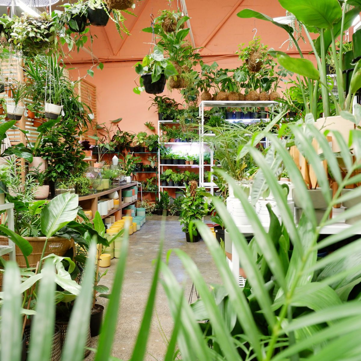 PLANTIFY - Indoor Plants, Pots and Gifts delivered Nationwide