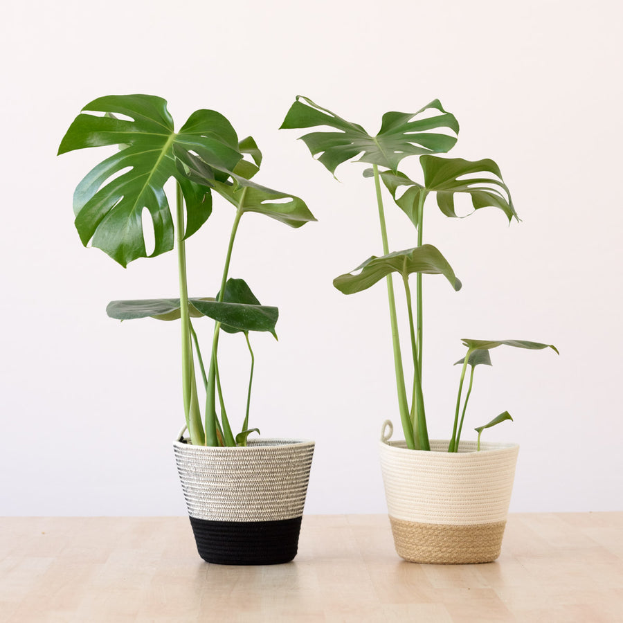 Delicious Monster - the Original Tropical Indoor Plant! – Plantify ...