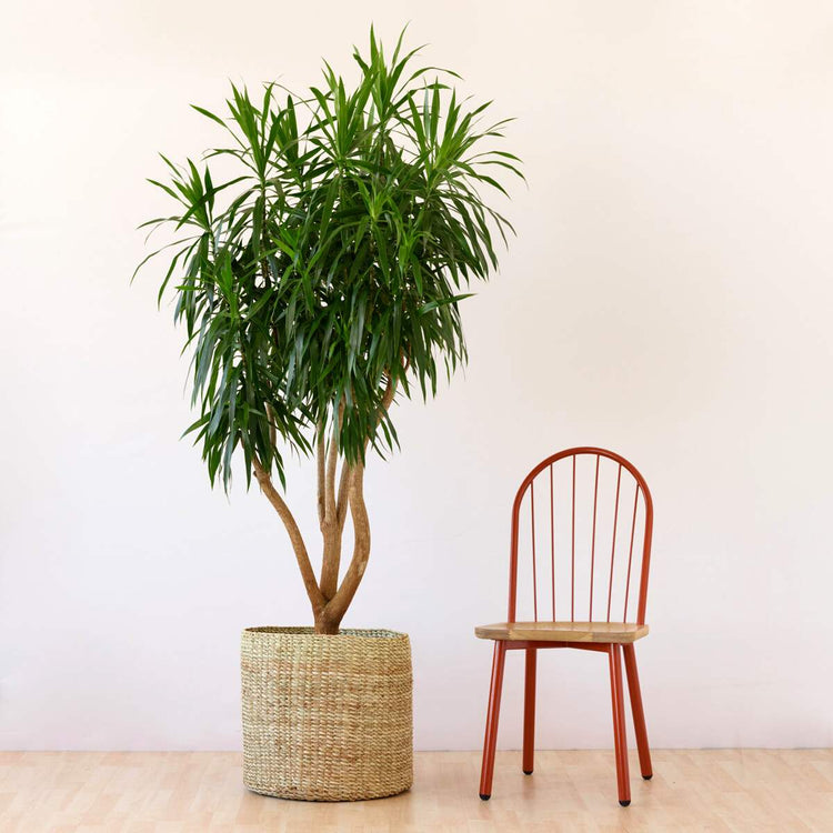 Plant Stands - Elevate your Plants today! – Plantify - Urban Nursery