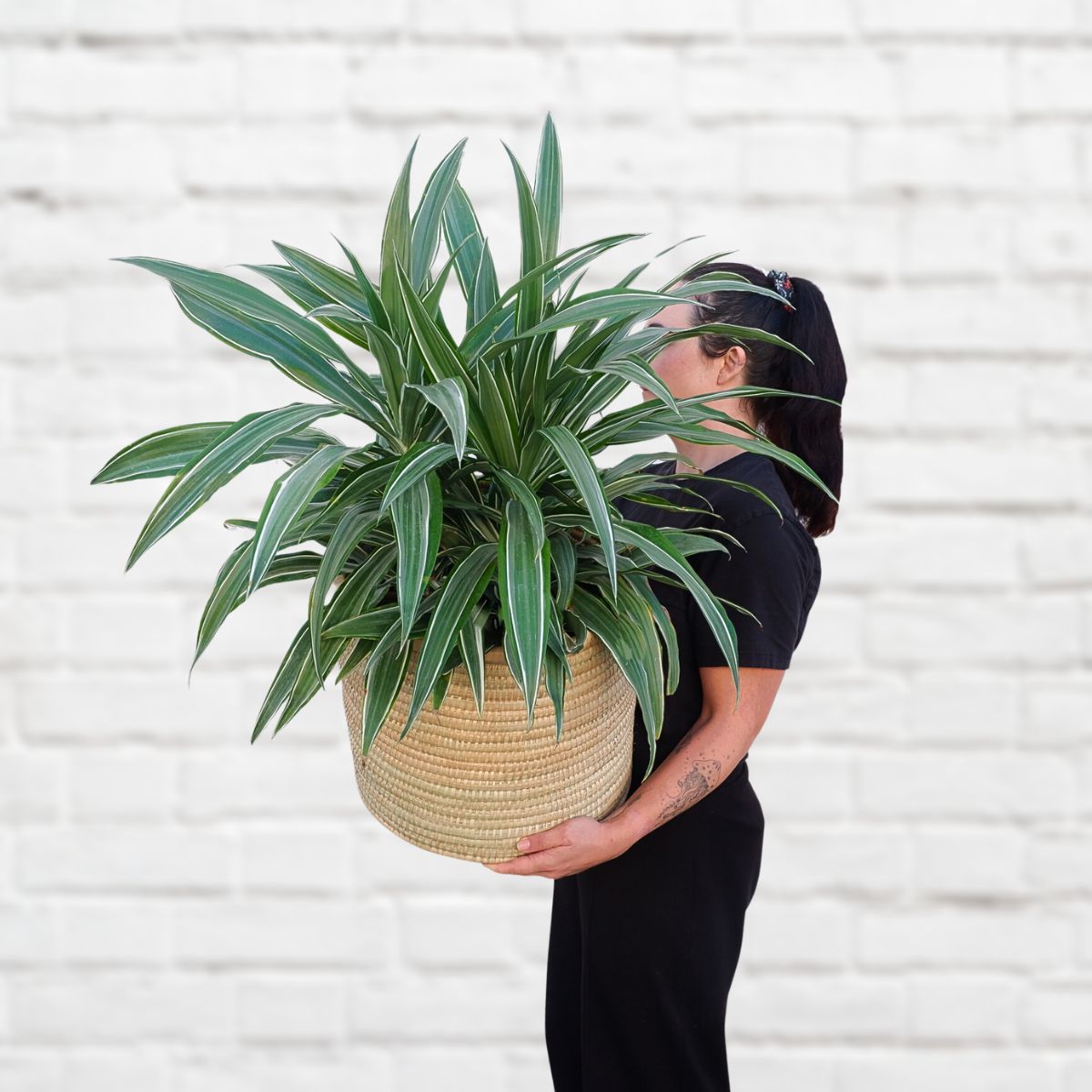 Dragon Tree - Janet Craig - The Showstopping Dracaena! – Plantify ...