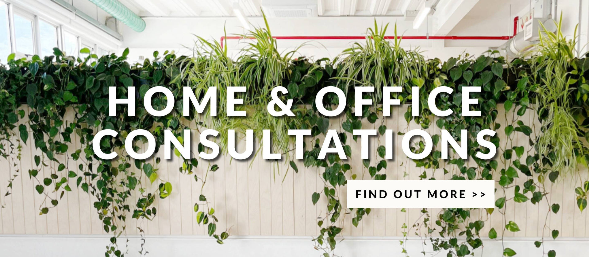 PLANTIFY - Indoor Plants, Pots and Gifts delivered Nationwide ...