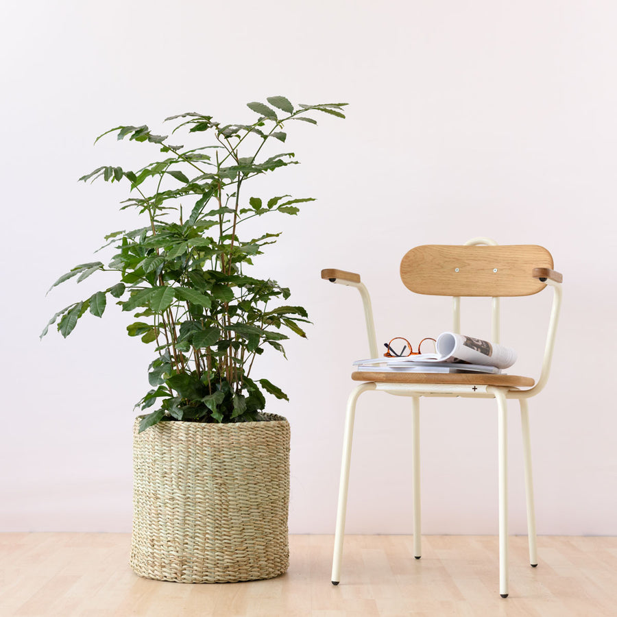 Plantify Indoor Plants Pots And Gifts Delivered Nationwide