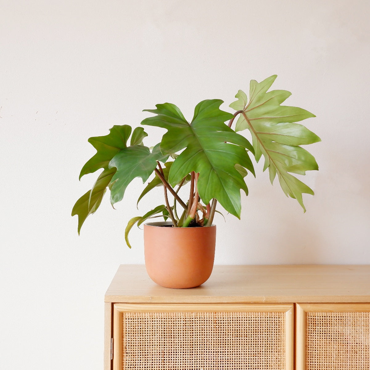 Oakleaf Philodendron - the Rewarding Collectors Philodendron – Plantify ...