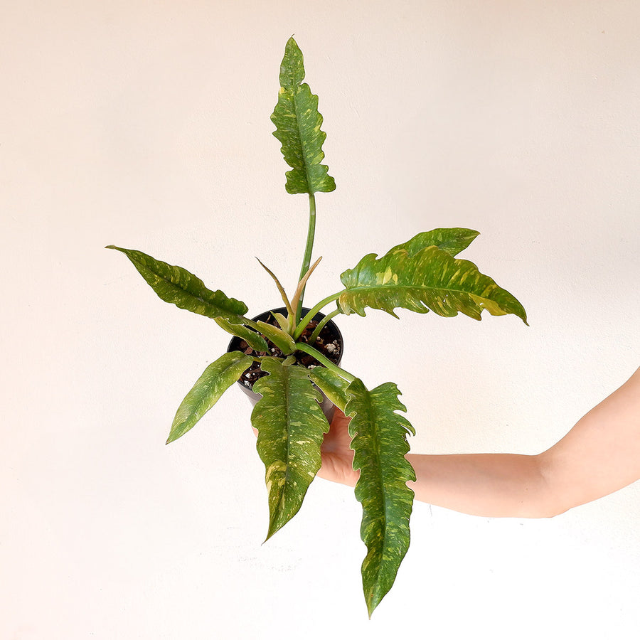 How to Identify Plant Leaf Nodes – Plantify - Urban Nursery