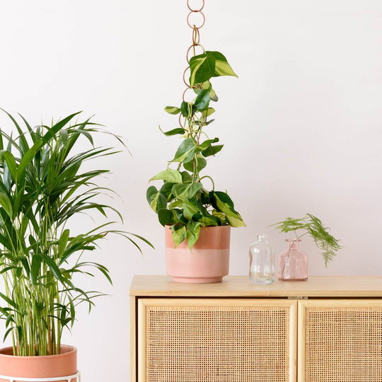 Plantify Pantry - Treat Yourself with South African Produce – Plantify ...