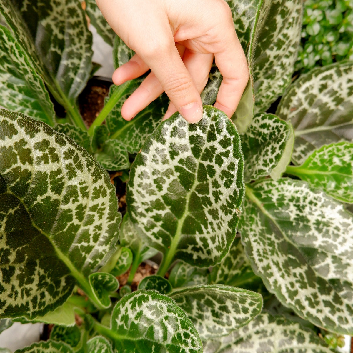 Primula Pretty Turtle - Plantify