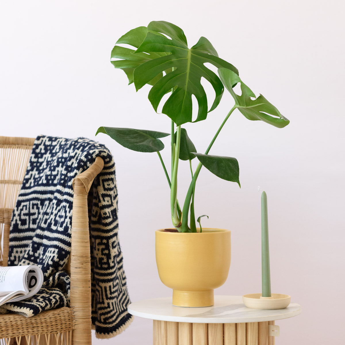 Delicious Monster - the Original Tropical Indoor Plant! – Plantify ...