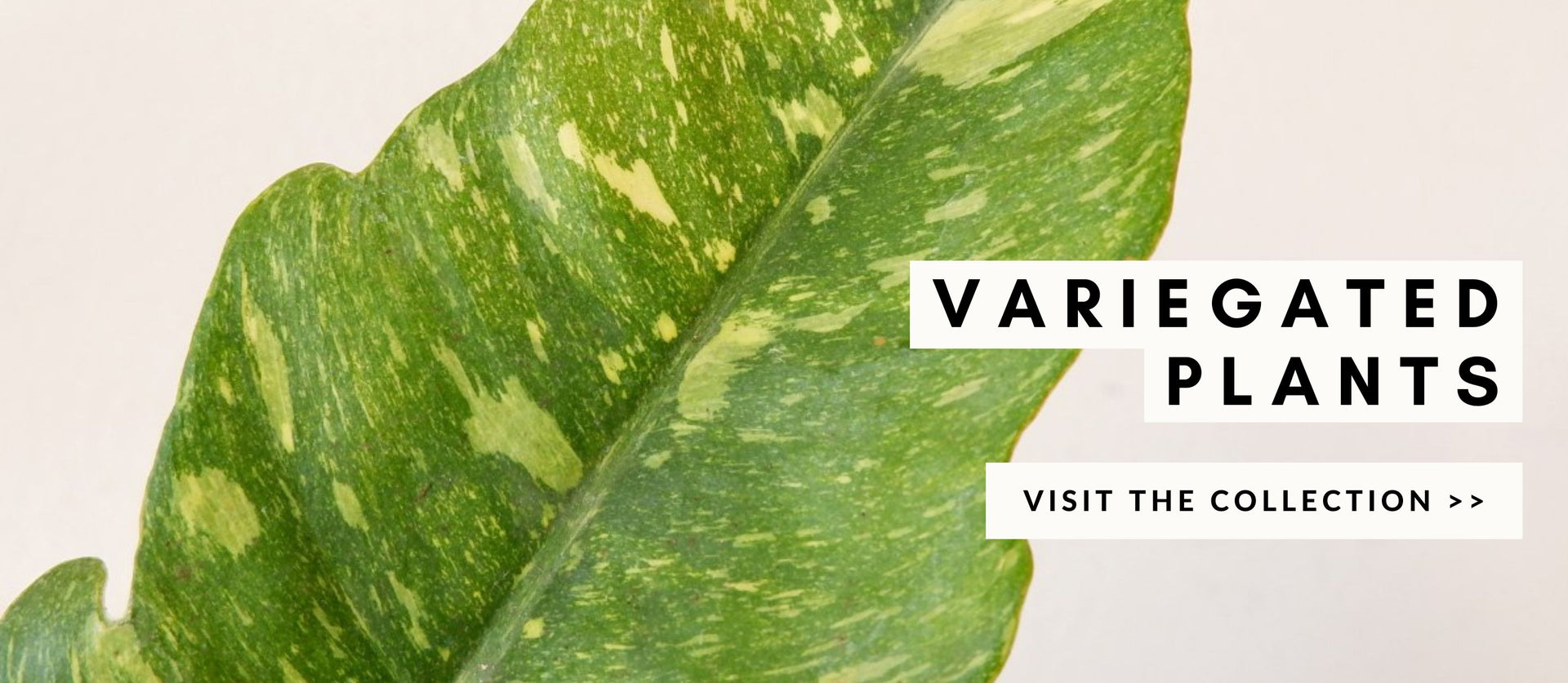 PLANTIFY - Indoor Plants, Pots and Gifts delivered Nationwide ...