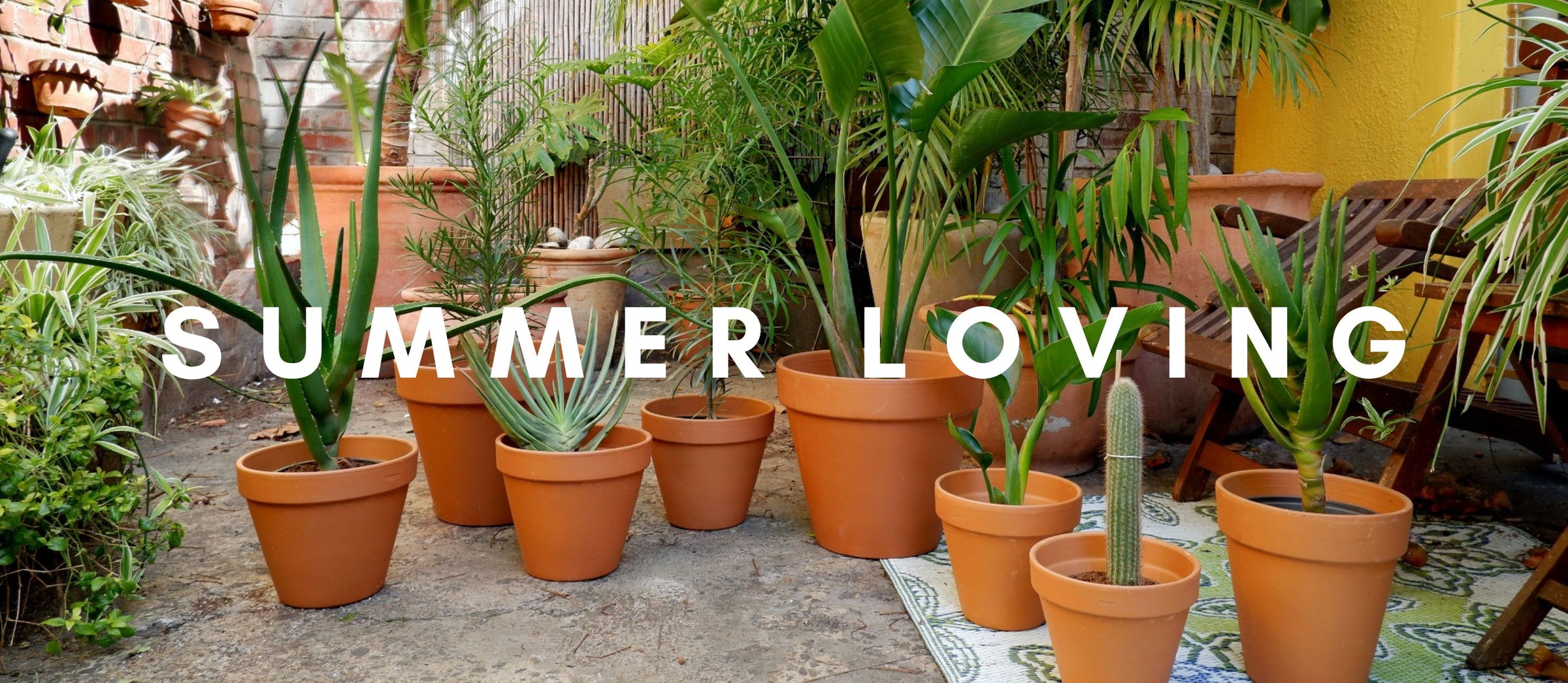 PLANTIFY - Indoor Plants, Pots and Gifts delivered Nationwide