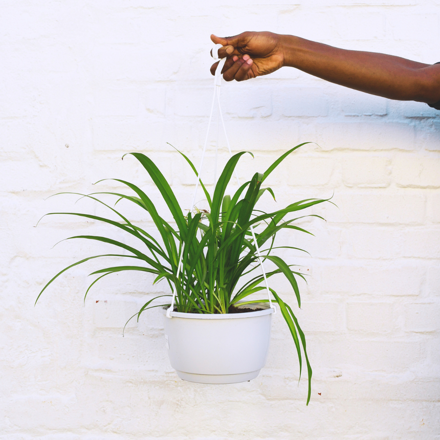 Spider Plant – Plantify - Urban Nursery