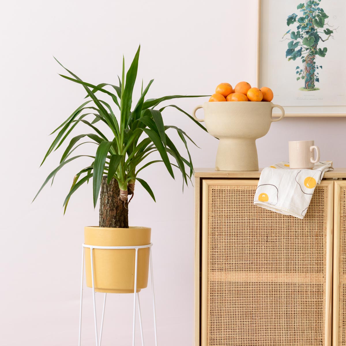 Yucca - Single Stem - For a Plant with Presence! – Plantify - Urban Nursery