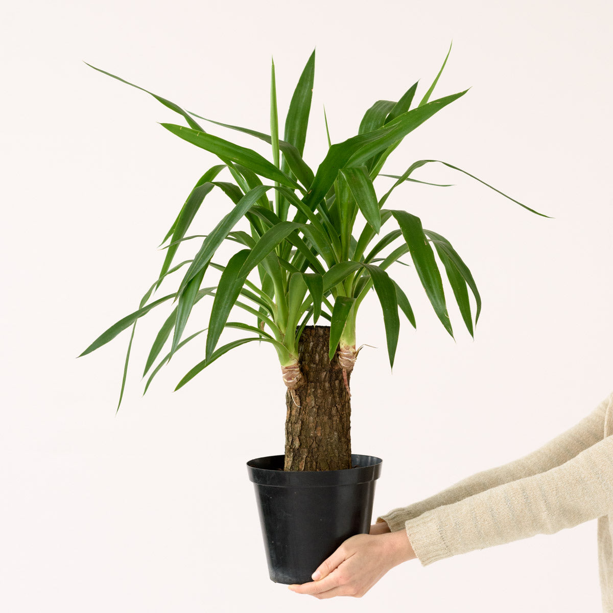 Yucca - Single Stem - For a Plant with Presence! – Plantify - Urban Nursery