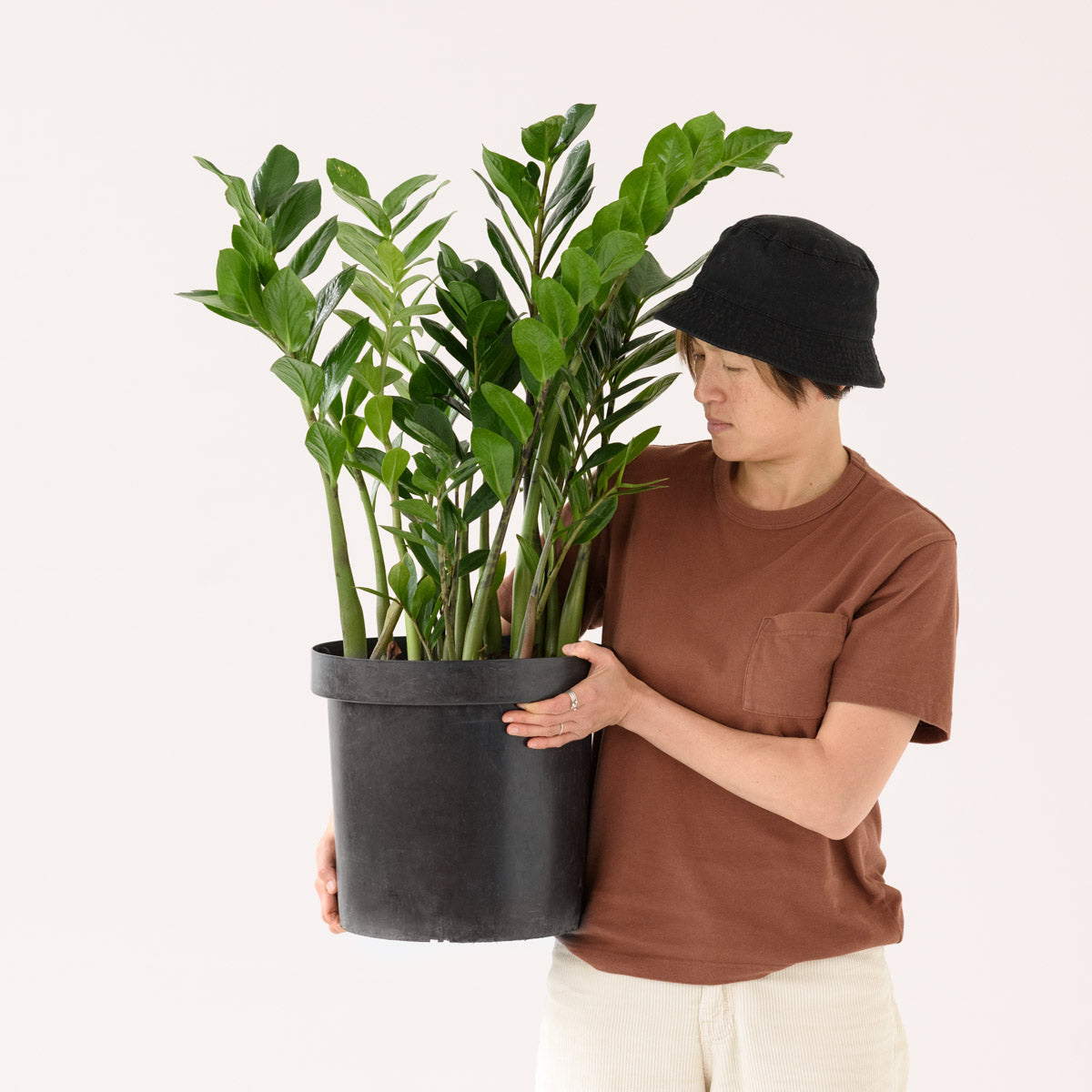 ZZ Plant - Gorgeous and for any Light Conditions! – Plantify - Urban ...
