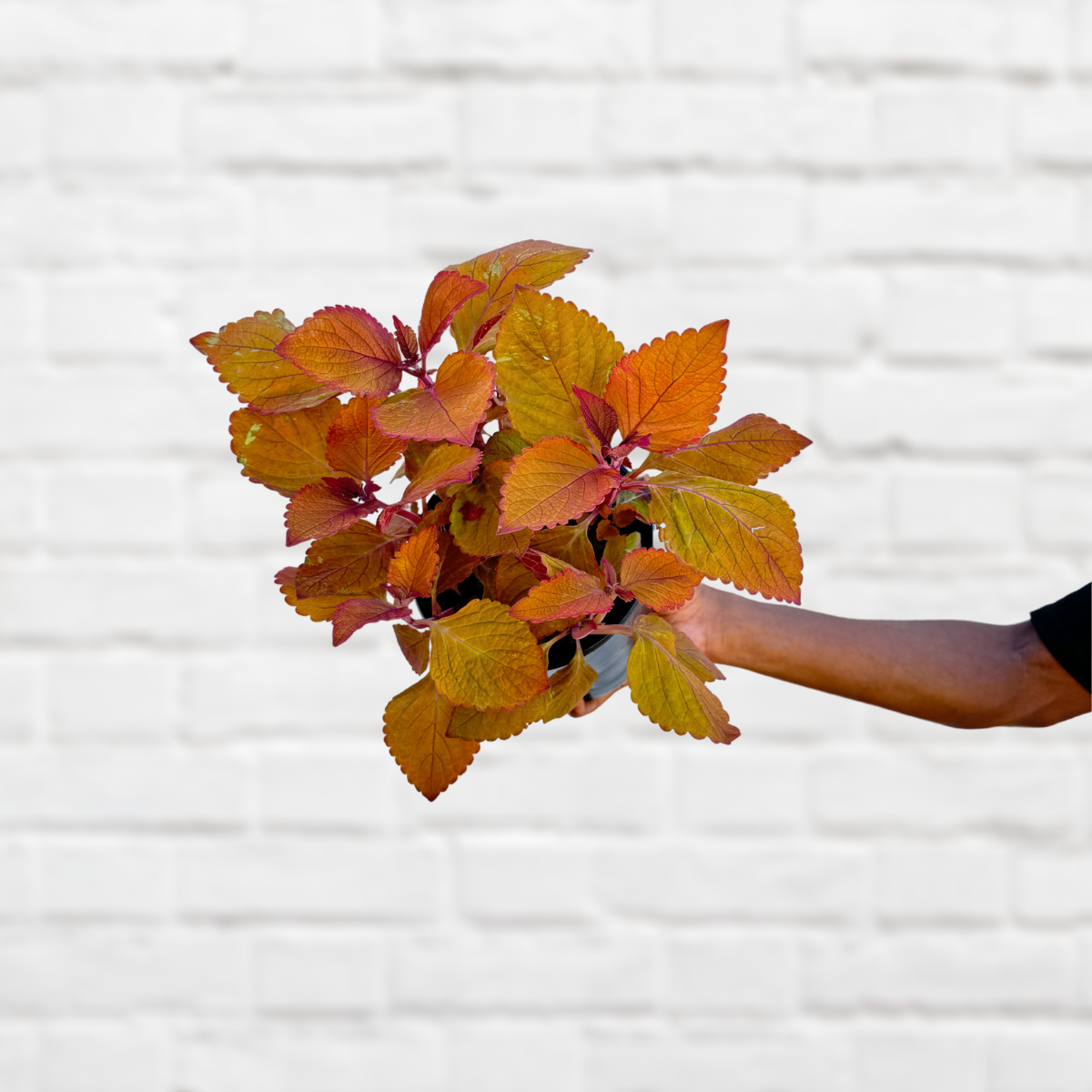 Coleus - Assorted - Perfect Colour Pop! – Plantify - Urban Nursery