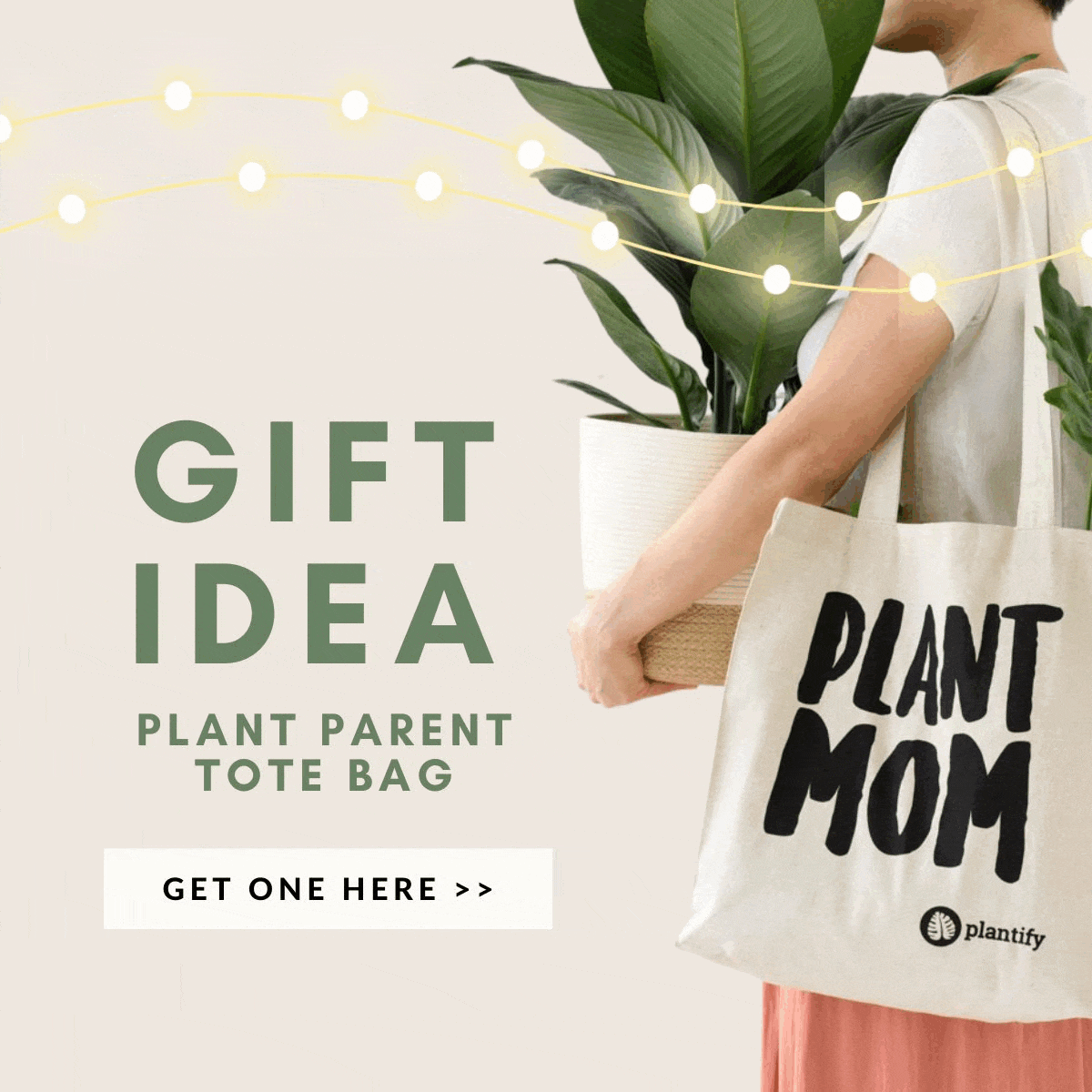 PLANTIFY - Indoor Plants, Pots and Gifts delivered Nationwide