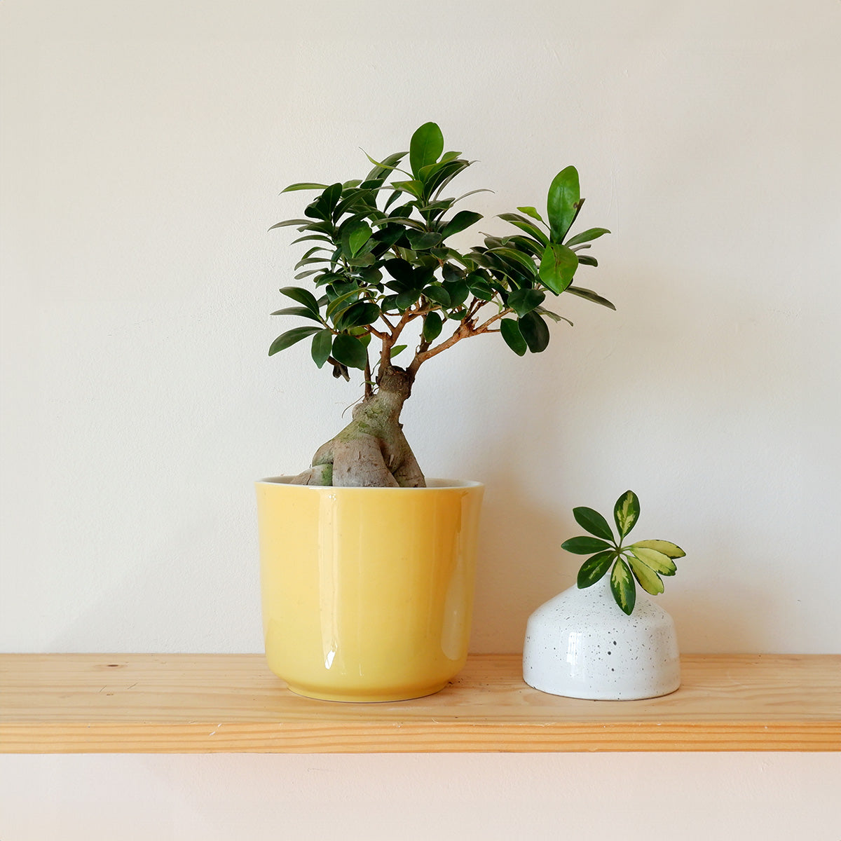 Ficus Ginseng - The Perfect Indoor Tree! – Plantify - Urban Nursery