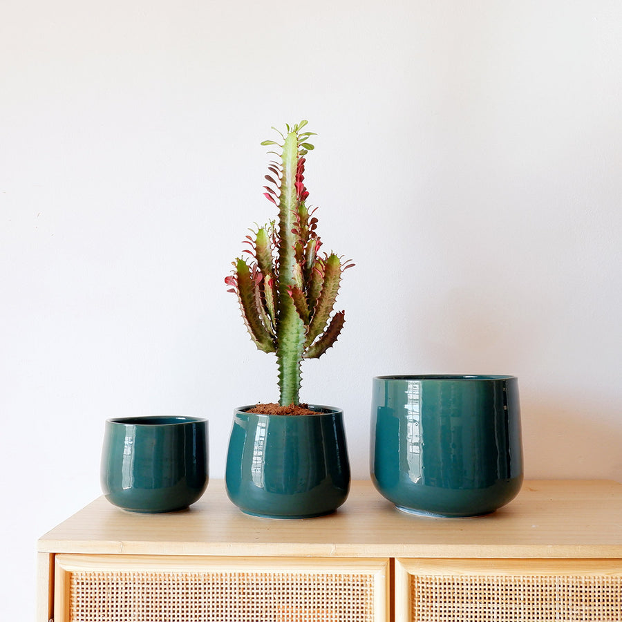 Table Top Plants - Enjoy our Beautiful Plants! – Plantify - Urban Nursery