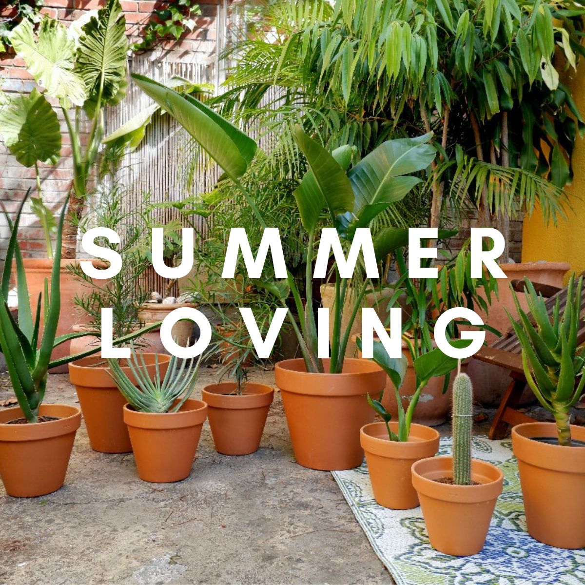 PLANTIFY - Indoor Plants, Pots and Gifts delivered Nationwide