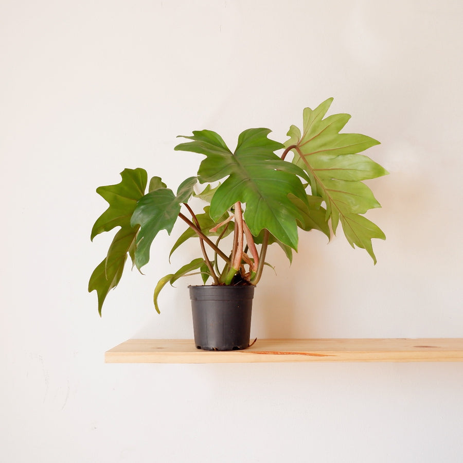Oakleaf Philodendron - the Rewarding Collectors Philodendron – Plantify ...