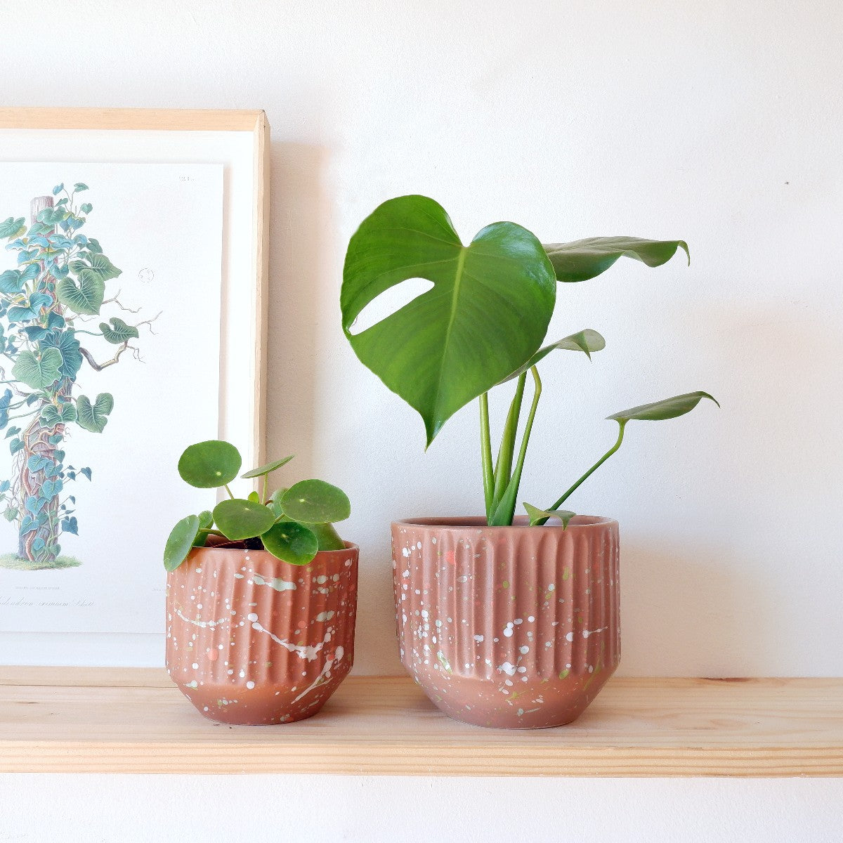 Rafa Terrazzo - Choco - Most Stylish Pot You've ever owned! – Plantify ...
