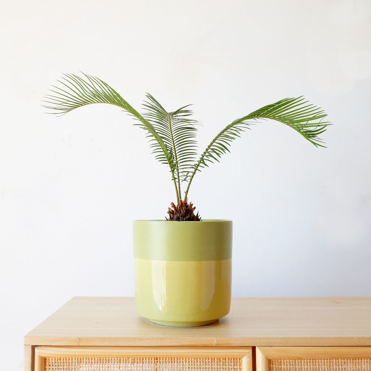Sago Palm - Prehistoric yet Contemporary Houseplant! – Plantify - Urban ...