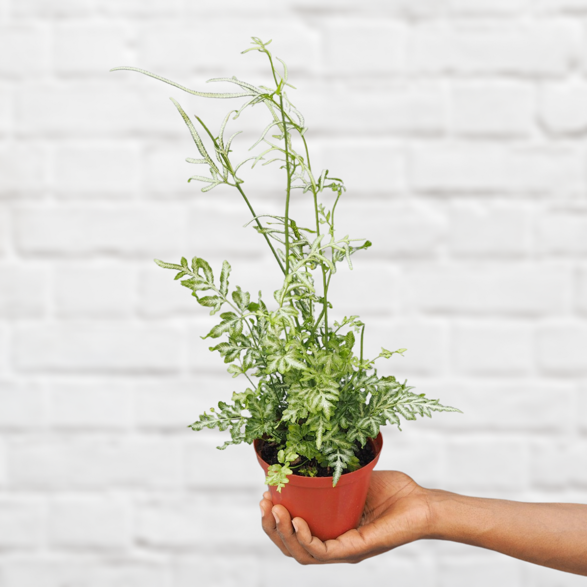 Silver Lace Fern | Indoor Plant