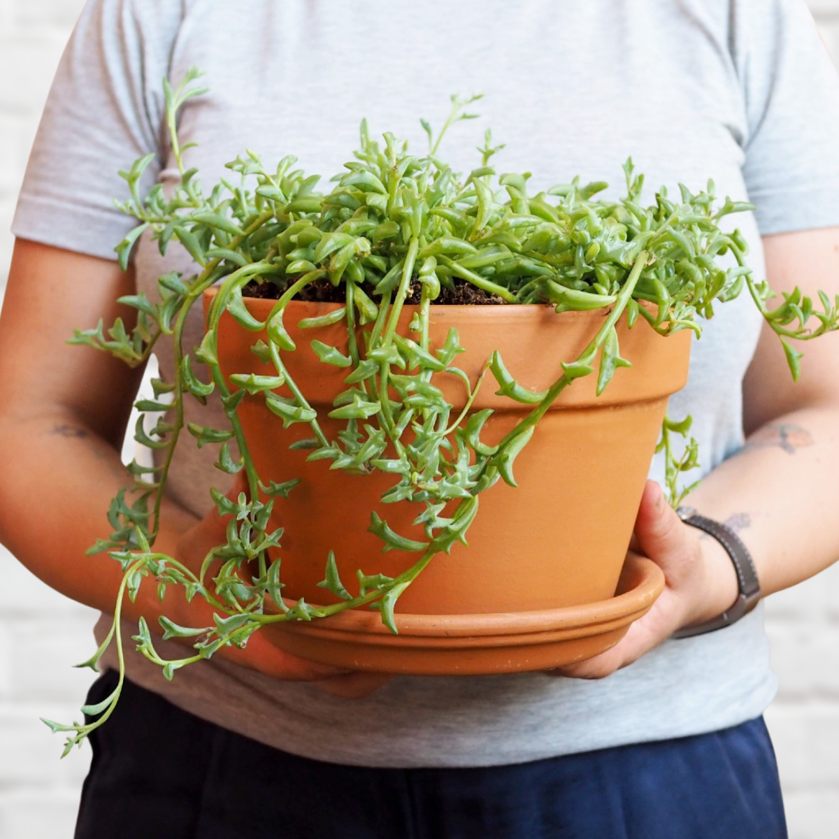 String of Dolphins - the Quirky Trailing Succulent! – Plantify - Urban ...