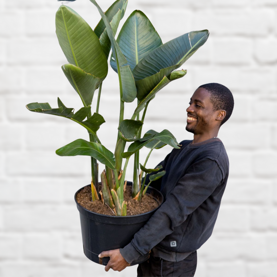 How to Identify Plant Leaf Nodes – Plantify - Urban Nursery