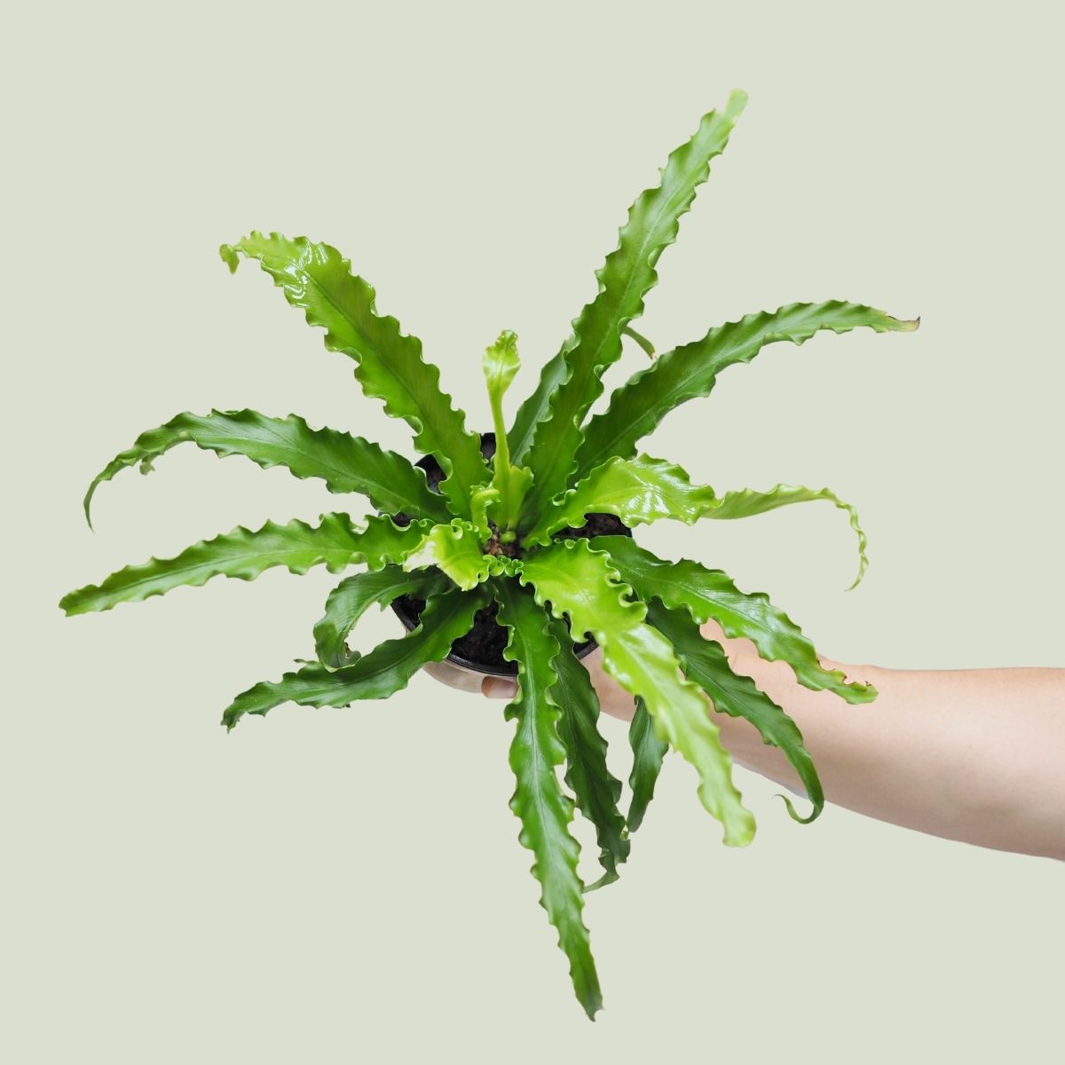 Birds Nest Fern - Osaka – Plantify - Urban Nursery