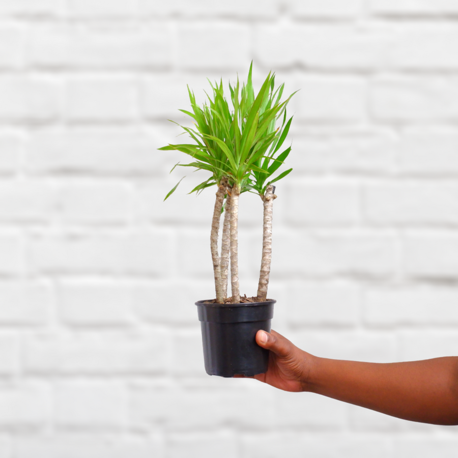 Dragon Tree - Angazi Multistem – Plantify - Urban Nursery