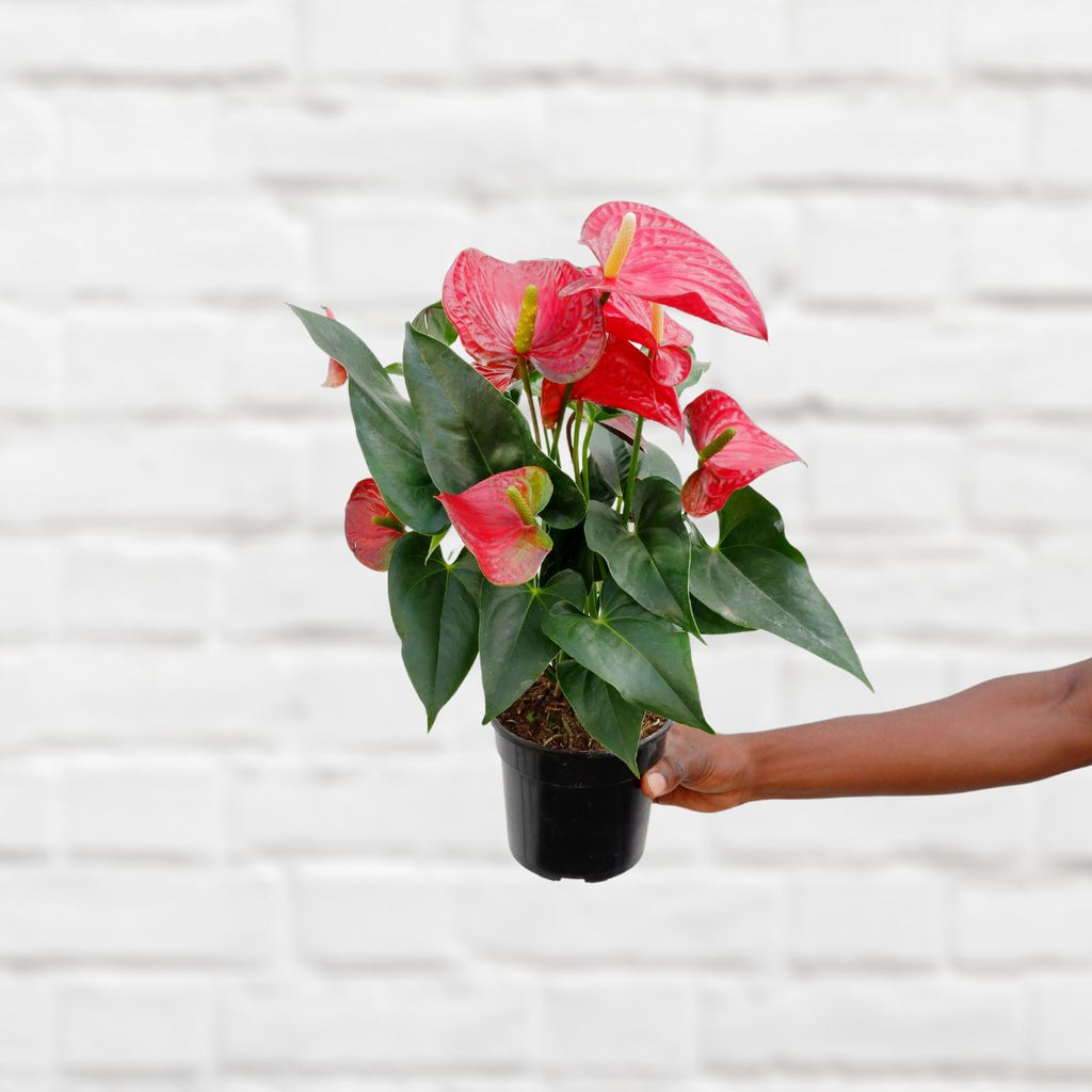 Anthurium Lily Plants Yard And Garden: Planting Lilies | News